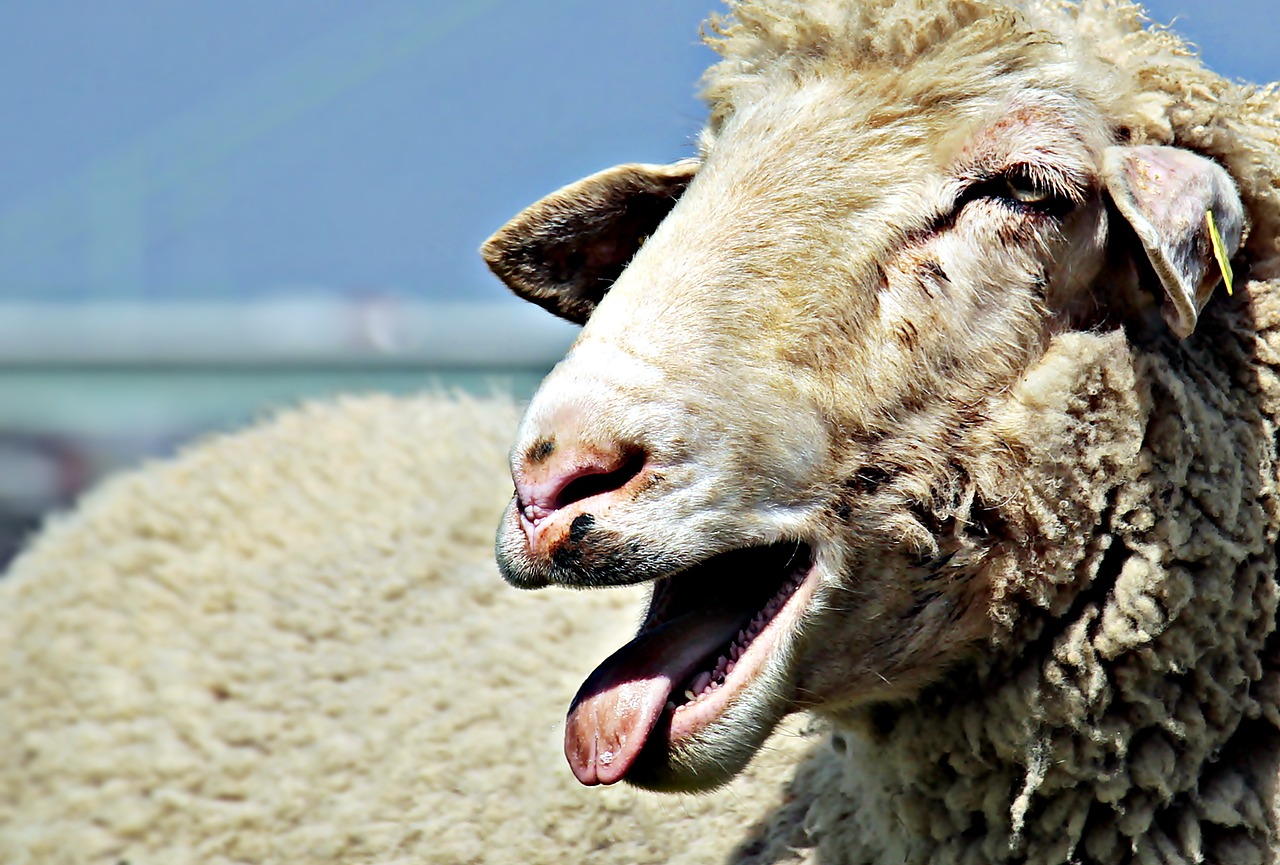 Herd of Hungry Sheep Devours 220 Pounds of Weed at Greek Cannabis Farm ...