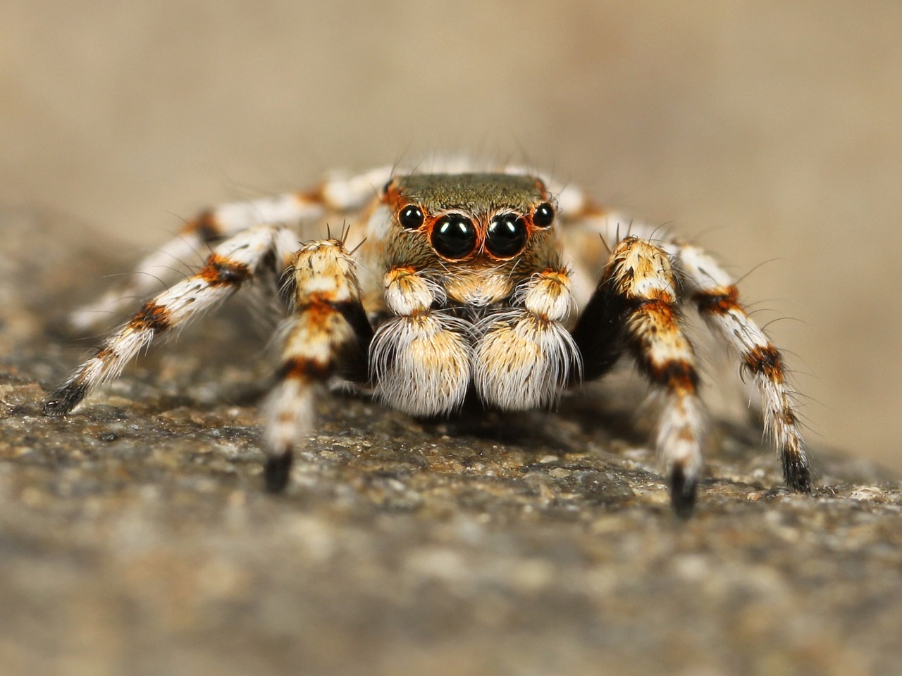 9 of the Most Bizarre Spiders Out There - Oddee