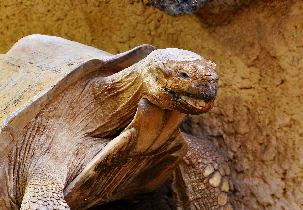Devious Tortoise Escapes from His Owner — For the Third Time - Oddee