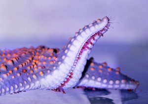 20 Surprising Facts About The Stupendous Starfish - Oddee