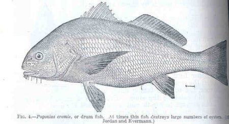 Mystery Noise Haunting Florida City May Be Sound of Fish Sex - Oddee