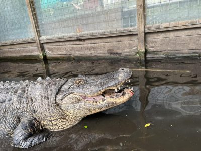 Chubby Coca-Cola Gator Put on a Diet After Relocation - Oddee