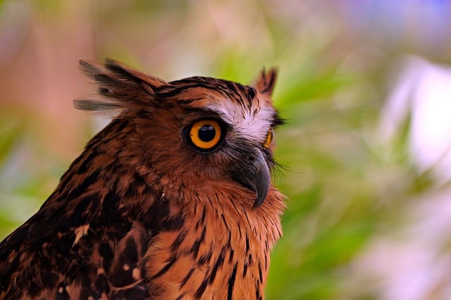 Get Fascinated With All These Owl Fun Facts: Part Two - Oddee