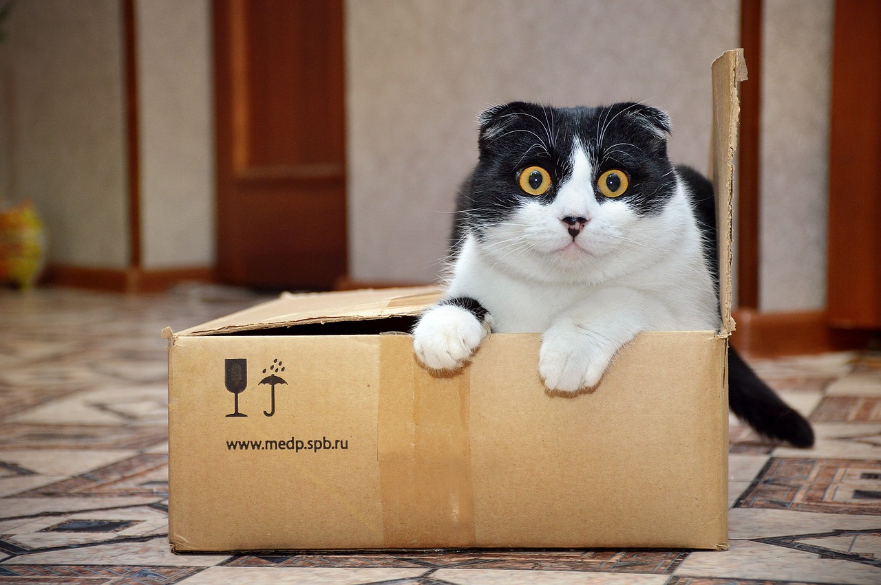 Stowaway Cat Returns Home After a Week in an Amazon Box - Oddee