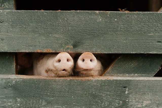 55 Facts About Farm Animals For National Farm Animal Day - Oddee