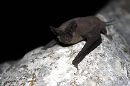 10 Bizarre (but Cool) Bat Species from Around the World - Oddee