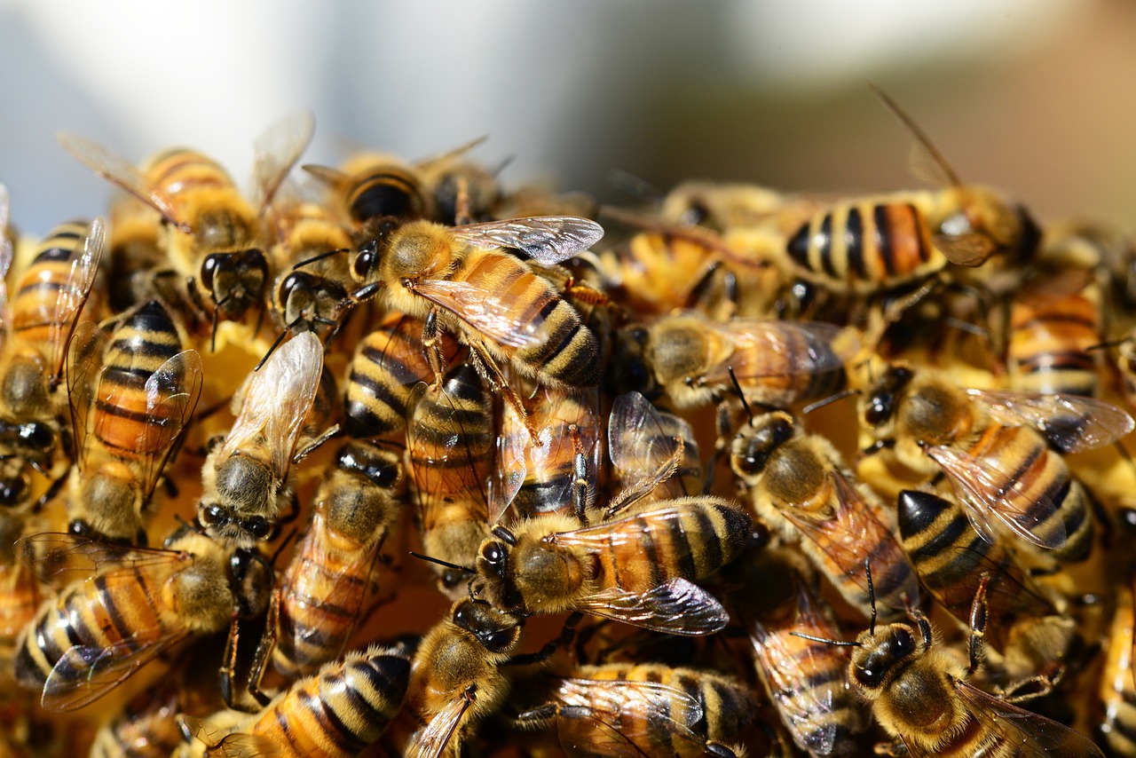 8 Unusual Stories and Incidents Involving Bees - Oddee