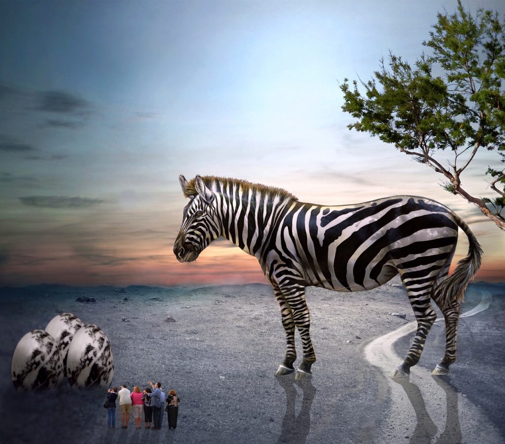 People Urged to Steer Clear of Zebra Running Loose in Washington State ...