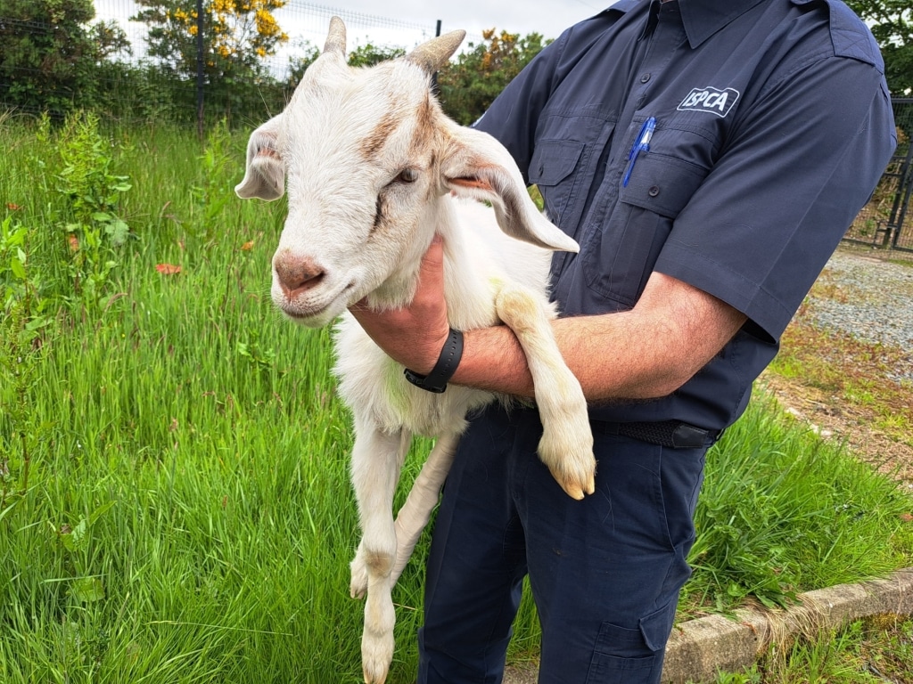 Reckless Goat Expected to Recover After Getting Trapped on Top of ...