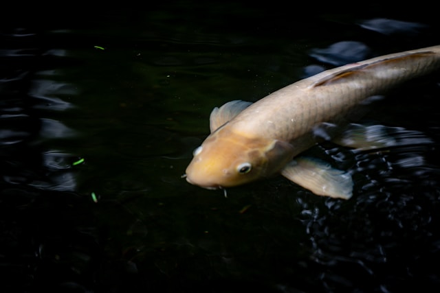 Koi Fish Fun Facts About This Specific Breed - Oddee