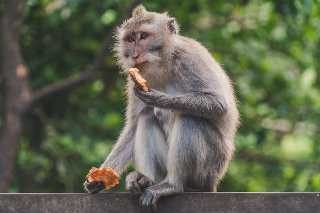 More Fun Facts About Monkeys And Why They Are Strange - Oddee