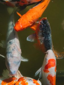 Koi Fish Fun Facts About This Specific Breed - Oddee