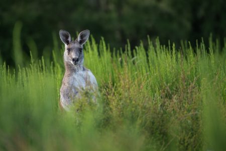 Shawshangaroo Redemption: Two Kangaroos Tunnel Out of Czech Prison - Oddee
