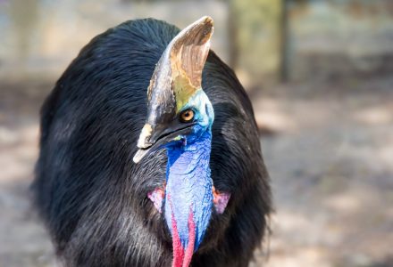 Meet the Cassowary — 8 Facts About This Bizarre Bird - Oddee