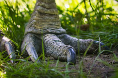 Meet the Cassowary — 8 Facts About This Bizarre Bird - Oddee