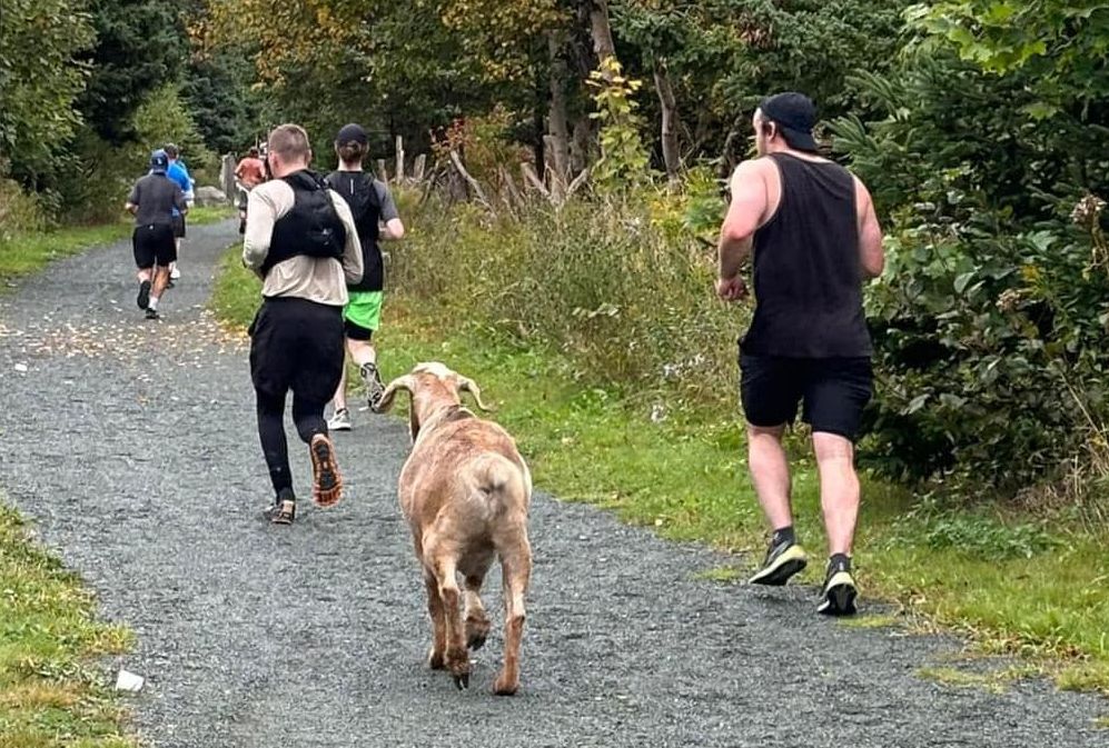 Runaway Goat Joins Marathon Race, Wins a Medal - Oddee