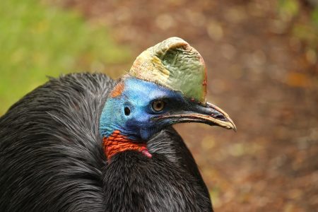 Meet the Cassowary — 8 Facts About This Bizarre Bird - Oddee