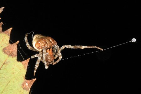 8 Odd (But Deviously Creative) Hunting Methods Animals Use - Oddee