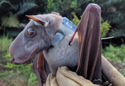 10 Bizarre (but Cool) Bat Species from Around the World - Oddee