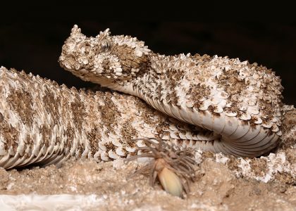 8 Weird and Wild Ways Animals Use Their Tails - Oddee