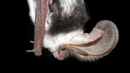 10 Bizarre (but Cool) Bat Species from Around the World - Oddee