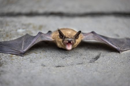 10 Bizarre (but Cool) Bat Species from Around the World - Oddee