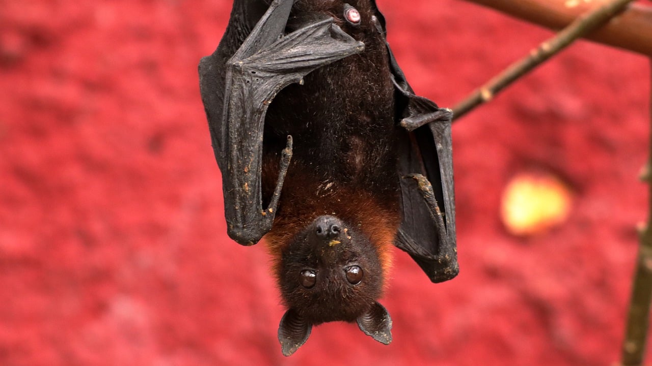 10 Bizarre (but Cool) Bat Species from Around the World - Oddee
