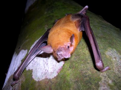 10 Bizarre (but Cool) Bat Species from Around the World - Oddee