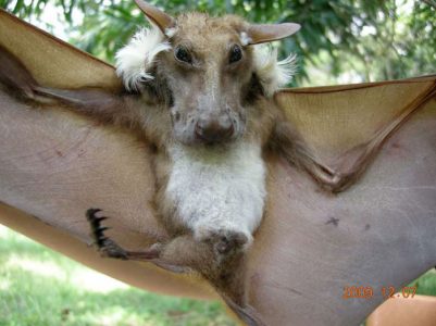 10 Bizarre (but Cool) Bat Species from Around the World - Oddee
