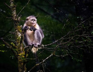 10 of the Oddest Monkey Species - Oddee