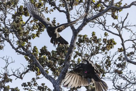 The Return of the Spirit Guide: Extinct Crow Reintroduced to Hawaii - Oddee