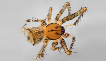7 Odd Animal Species Discovered in 2024 - Oddee