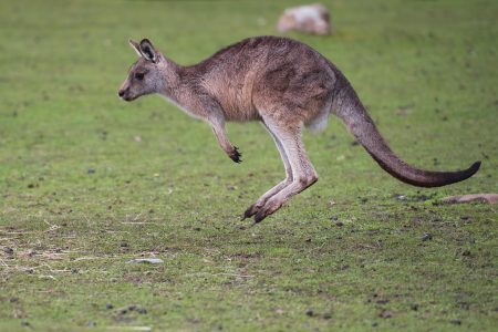 8 Weird and Wild Ways Animals Use Their Tails - Oddee