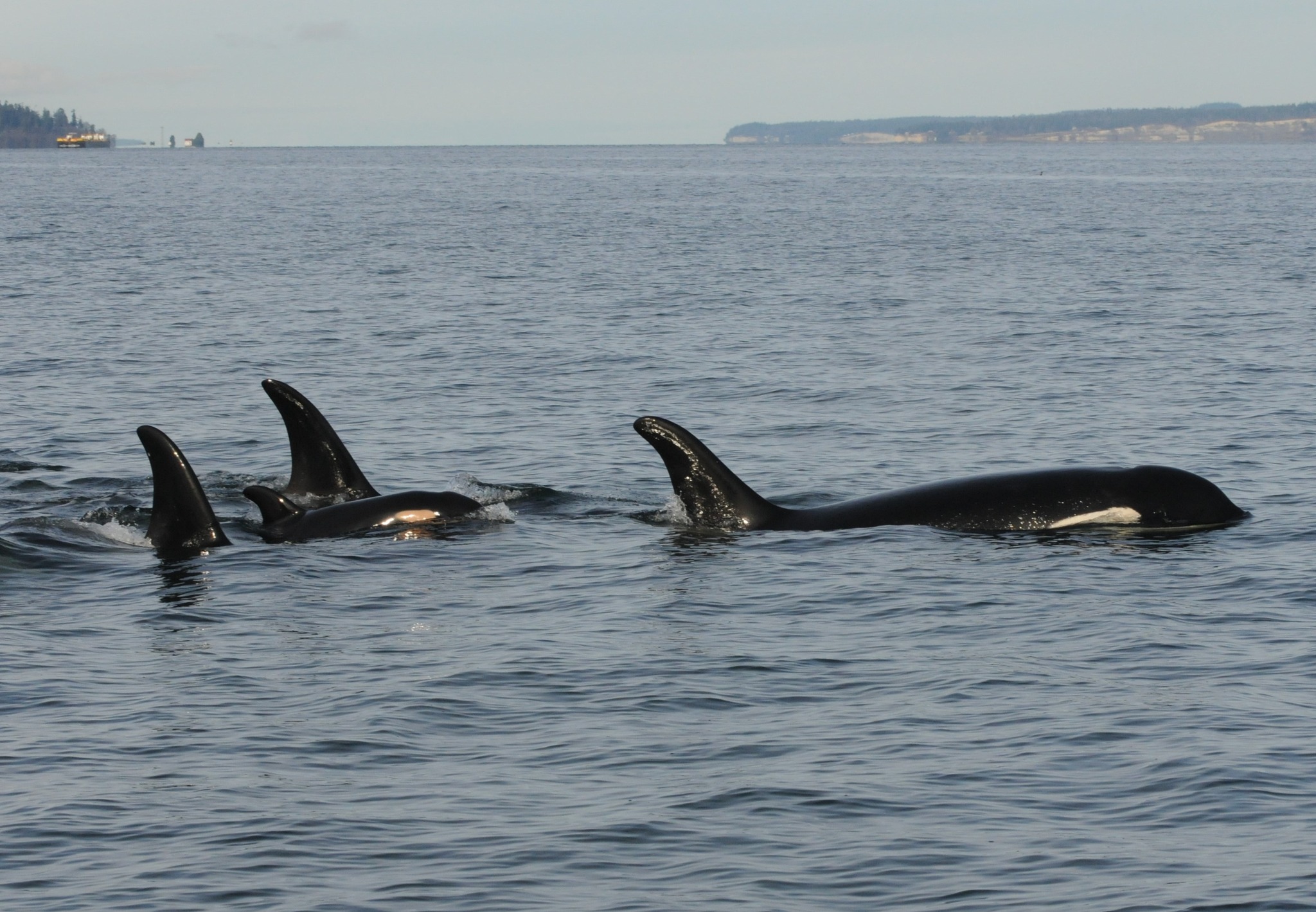 Grieving Orca Mother Spotted Carrying Her Dead Calf — Again - Oddee