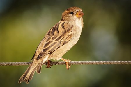 8 Animals with Extremely Short Lifespans - Oddee