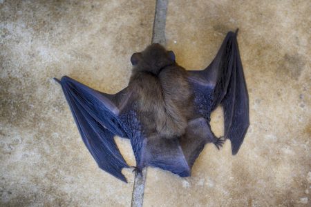 10 Strange Facts to Help You Appreciate Bats - Oddee