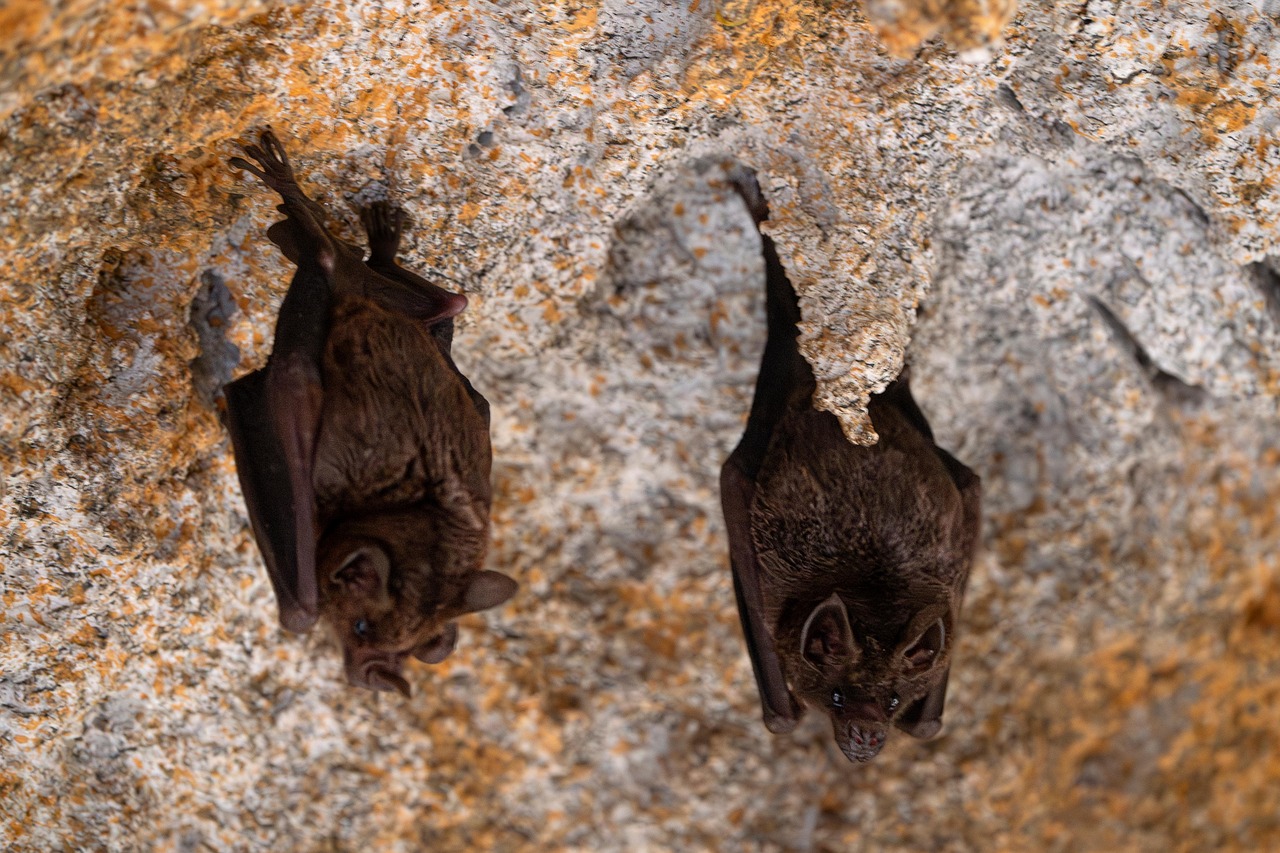 10 Strange Facts to Help You Appreciate Bats - Oddee