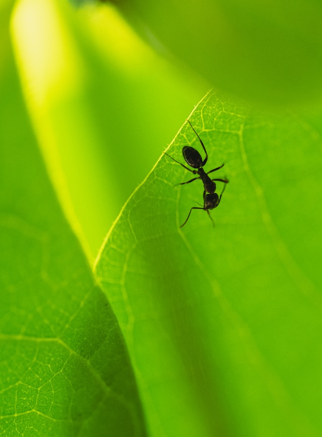 Do You Know These Amazing Ant Facts About Our Little Friends? - Oddee