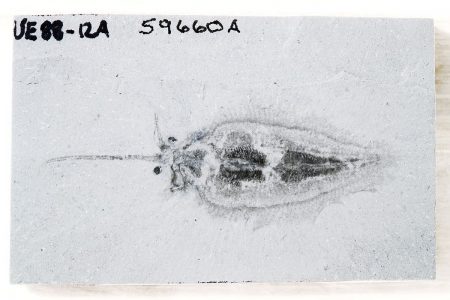 7 of the Most Bizarre Extinct Animals Preserved as Fossils - Oddee