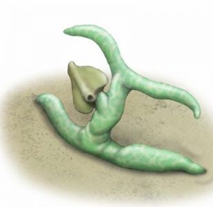 7 of the Most Bizarre Extinct Animals Preserved as Fossils - Oddee