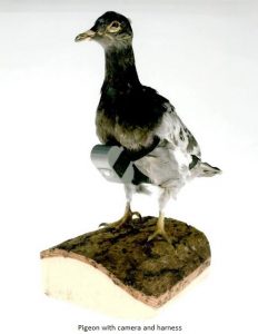 6 Animals CIA Involved in Odd Spying Schemes - Oddee