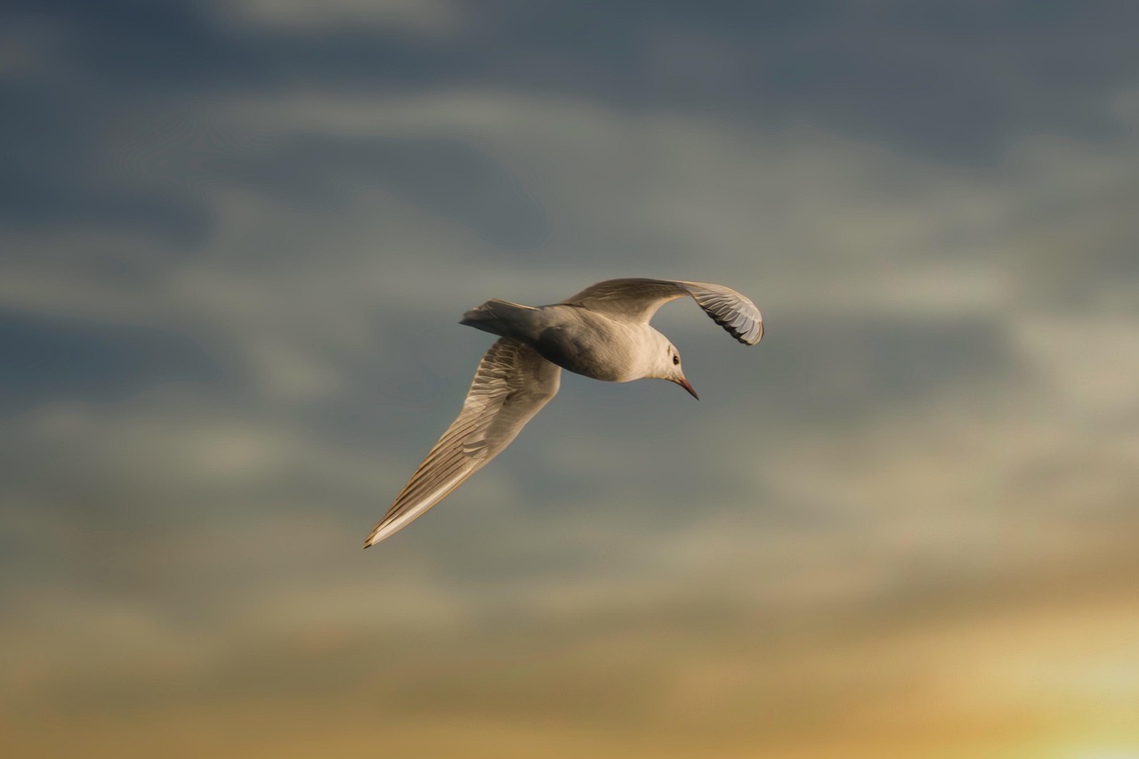 Swedish Seagull Apprehended in Ethiopia Under Suspicion of Spying - Oddee
