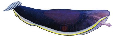 7 of the Most Bizarre Extinct Animals Preserved as Fossils - Oddee