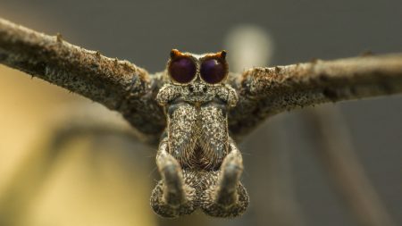 11 of the Freakiest Eyes in Nature - Oddee