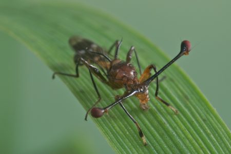 11 of the Freakiest Eyes in Nature - Oddee