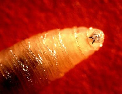 America Plans to Wipe Out Horrible Flesh-eating Flies — By Air-dropping ...