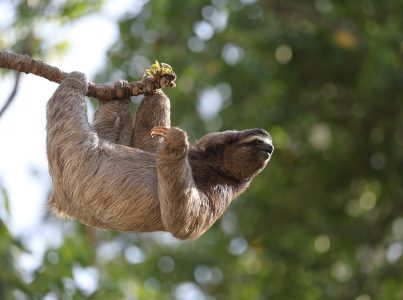 Sloth Farts: Video Documents World’s First Recorded Sloth Toot - Oddee