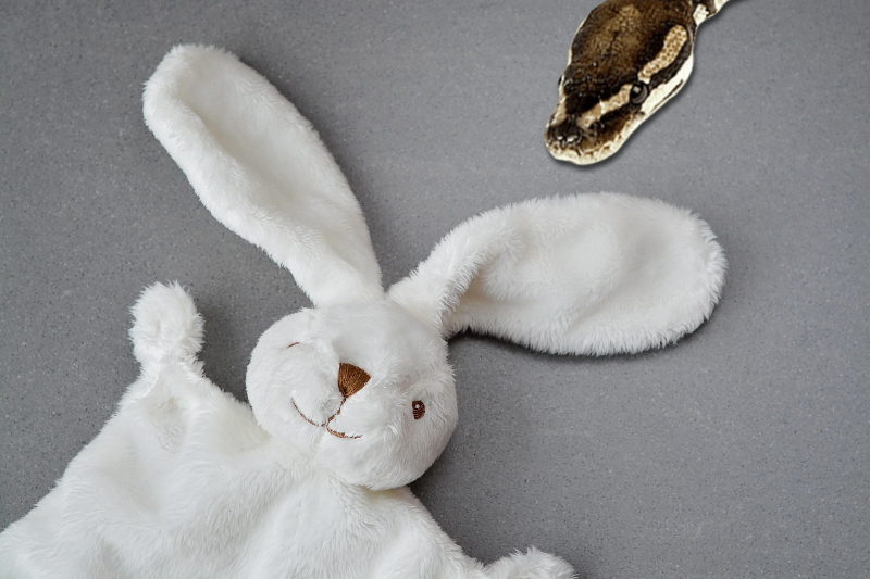 Robot Rabbits: Florida’s Latest Weapon Against Invasive Pythons - Oddee
