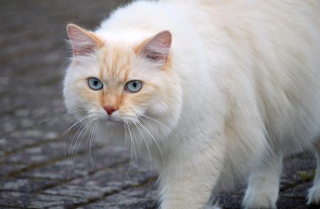 7 Times Animals Committed Strange Crimes - Oddee