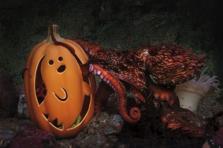 Fans Say Goodbye to Beloved Octopus Who’s Giving Her Life for Her Eggs ...